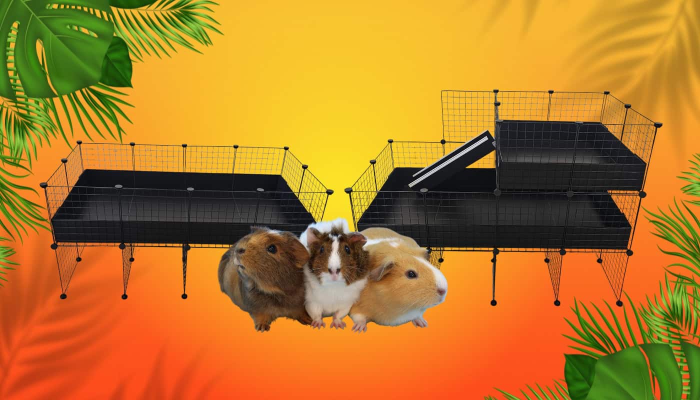 Premium C&C Cages for Guinea Pigs | Bree & Co